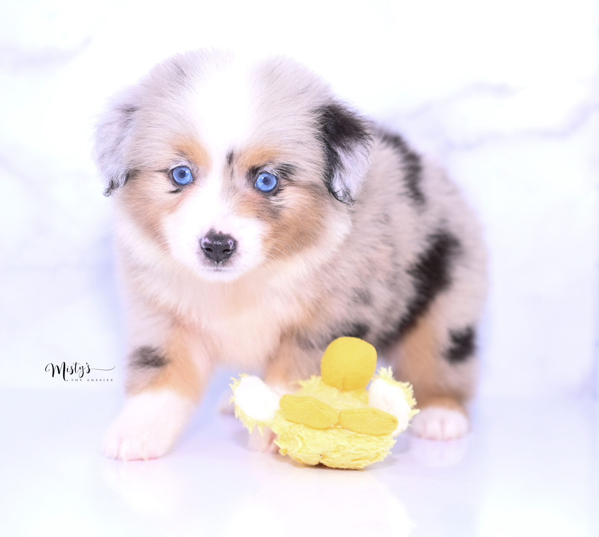 Twig | Misty's Toy Aussies