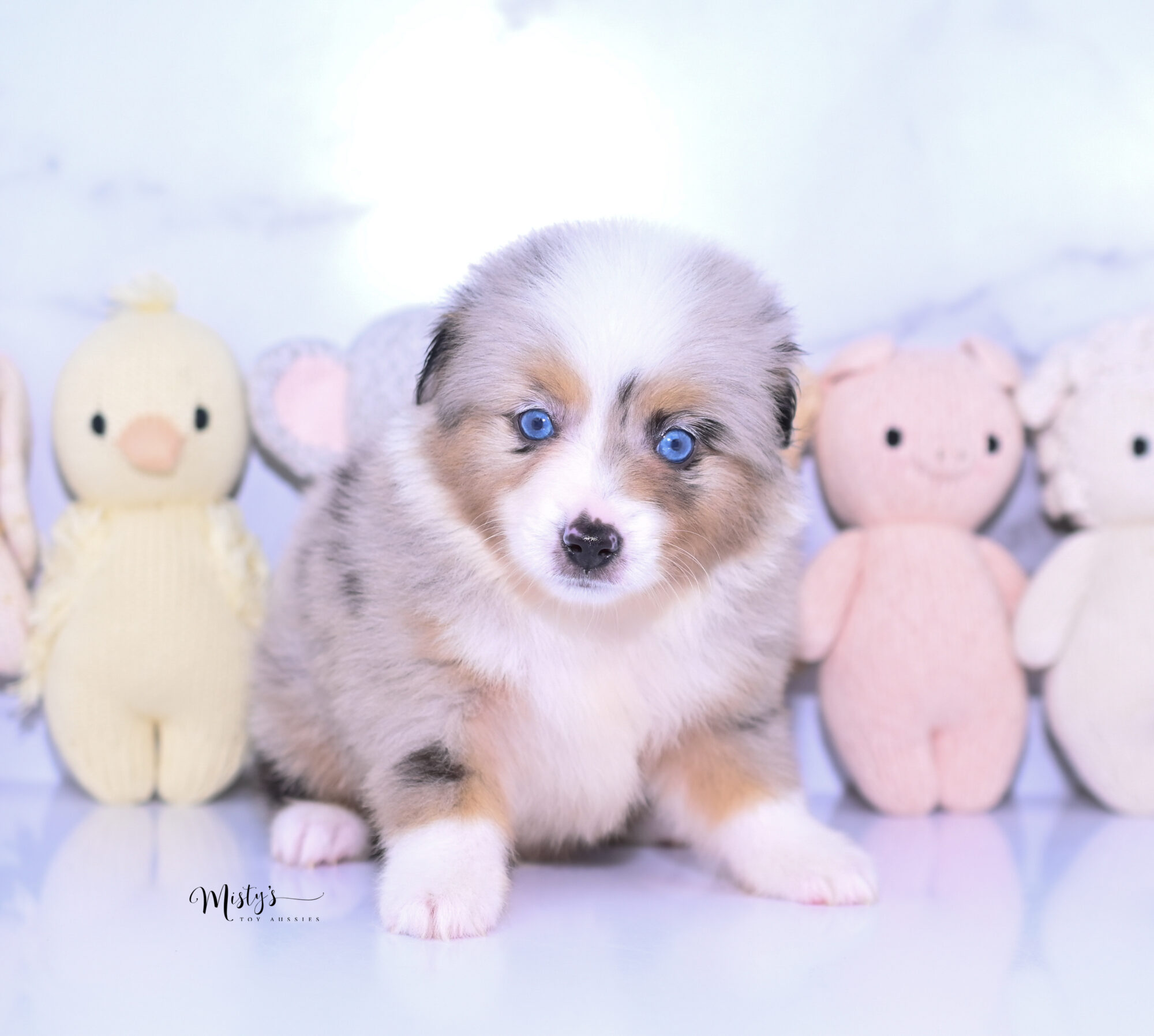 Twig | Misty's Toy Aussies