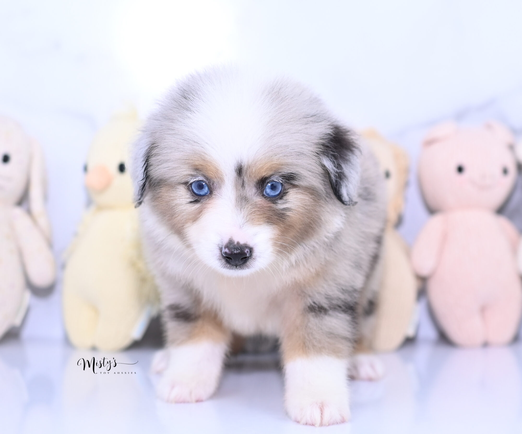 Twig | Misty's Toy Aussies