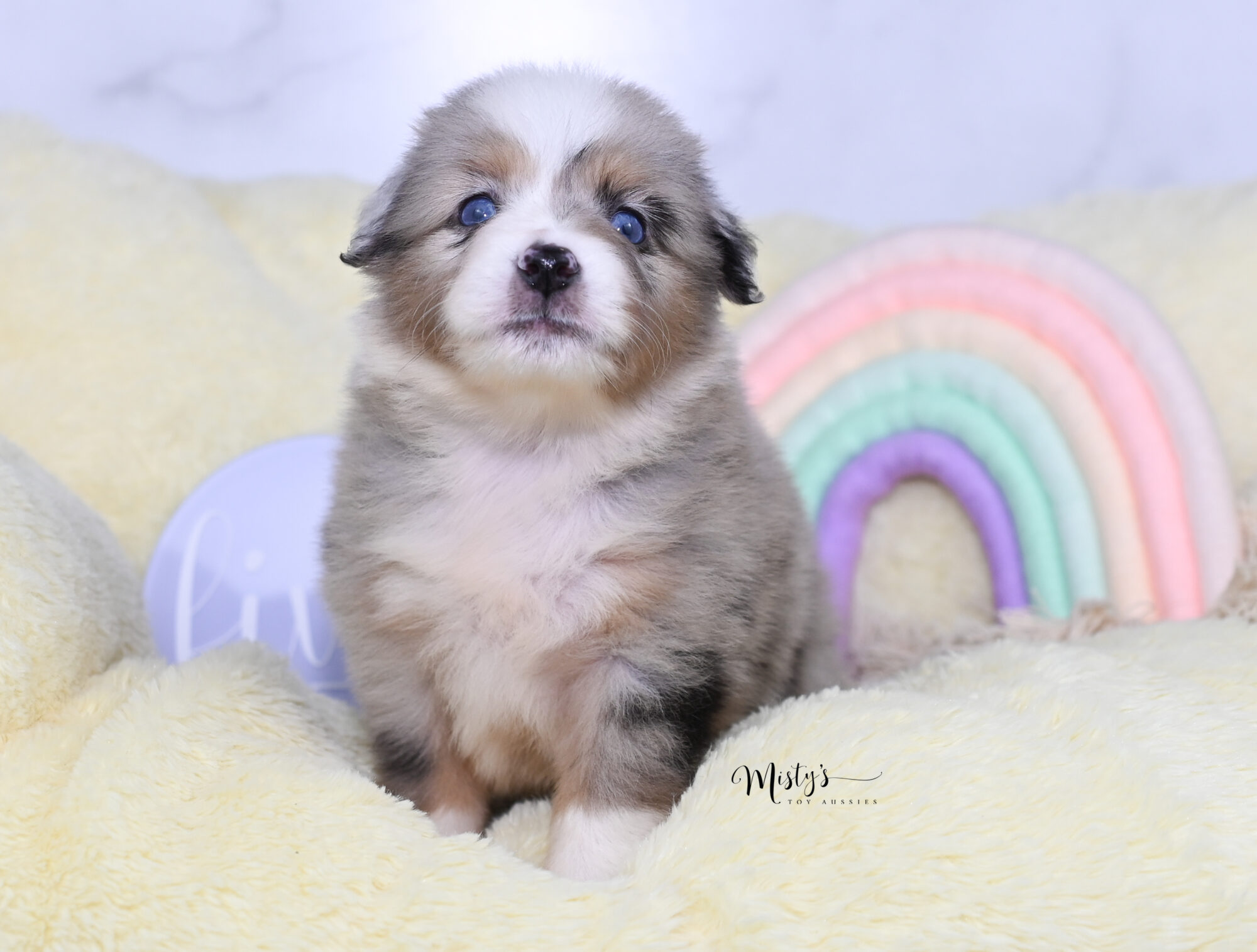 Twig | Misty's Toy Aussies