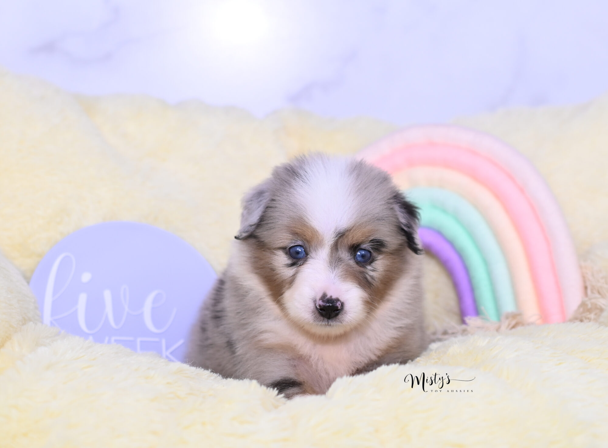 Twig | Misty's Toy Aussies