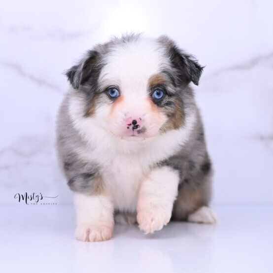 Toy & Mini Aussie Puppy Breeder in Michigan