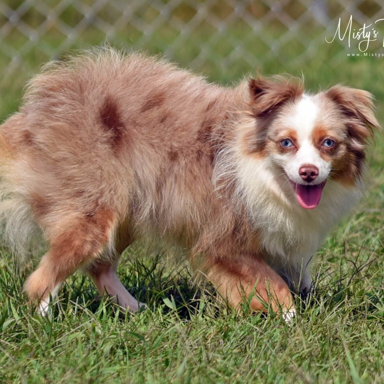 Toy Australian Shepherd Parents | Misty's Toy Aussies Toy Australian Shepherd Parents | Misty's Toy Aussies